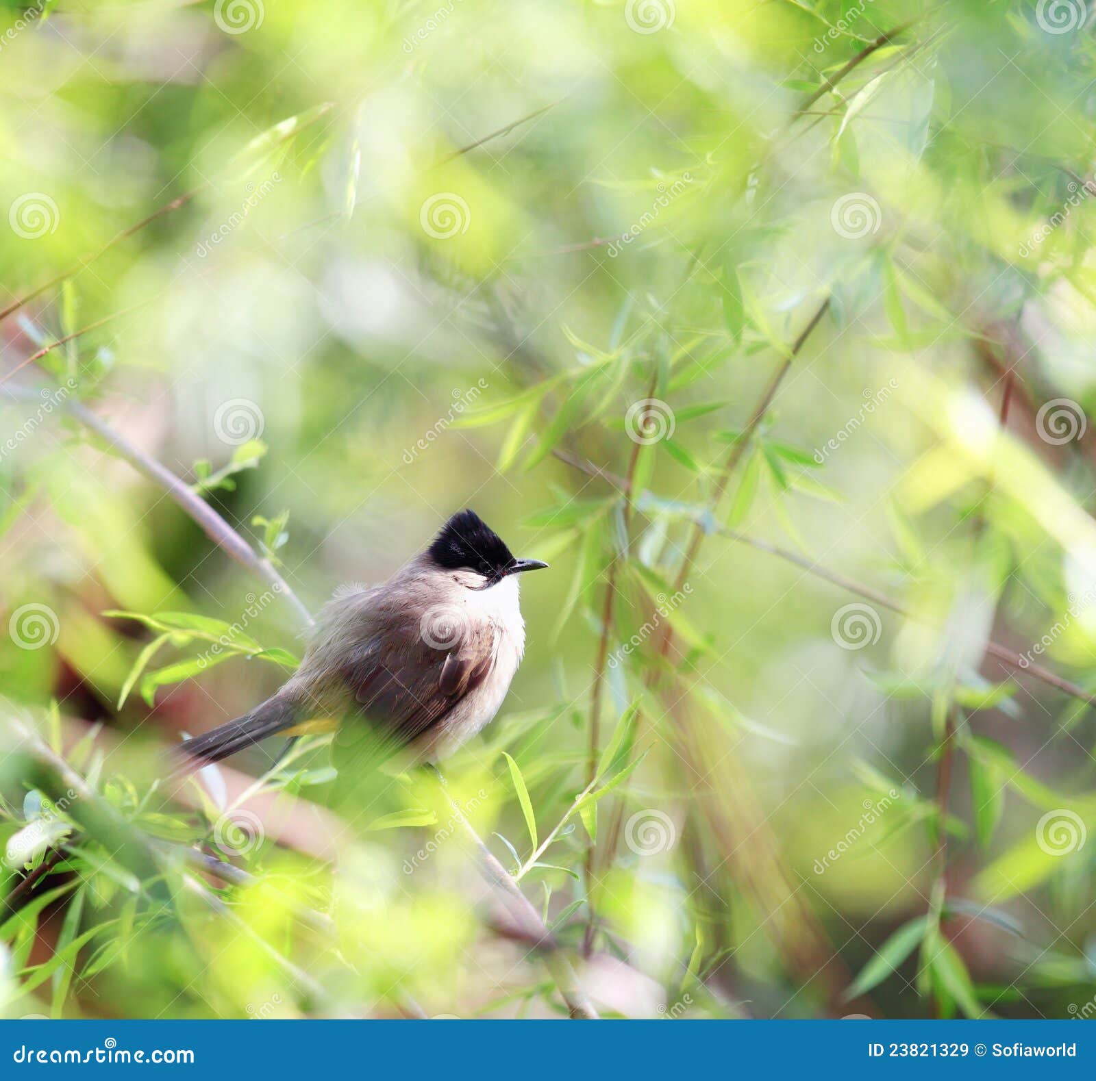 A bird on spring branch stock image. Image of outside - 23821329