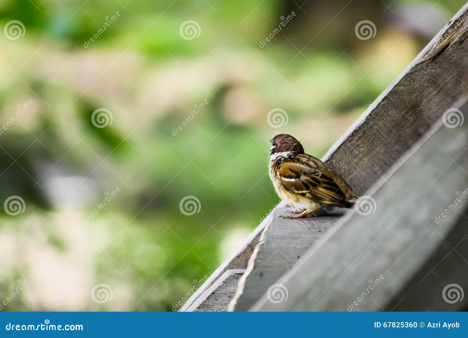 Bird on a stair. stock photo. Image of resting, stop - 67825360