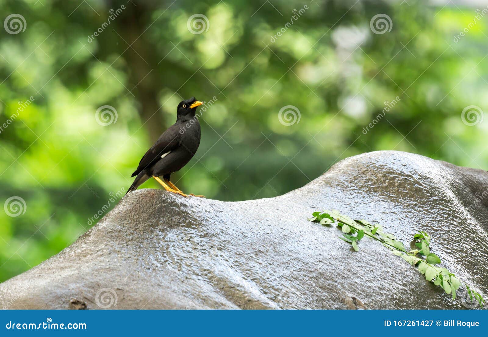 Bird Standing on the Back of a Rhinoceros Stock Image - Image of back ...