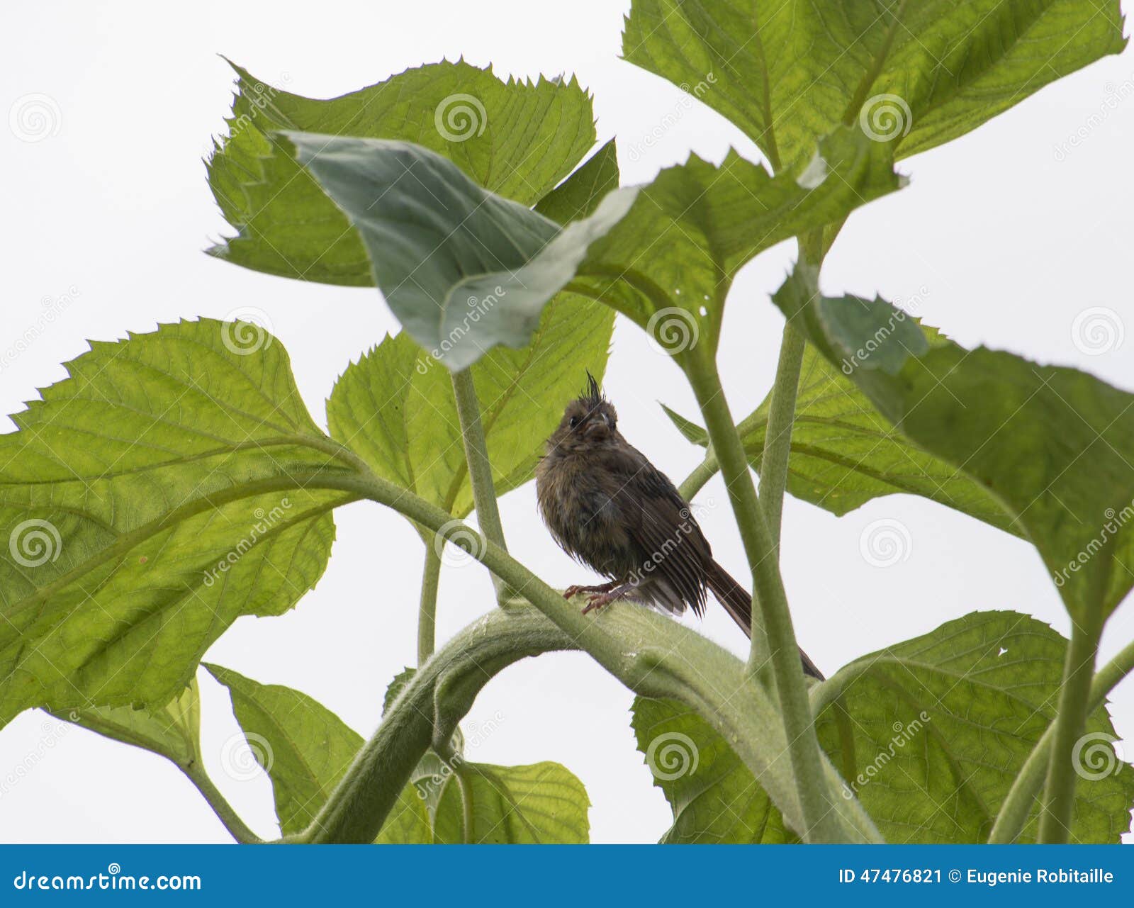 Bird standing on a branch stock image. Image of montreal - 47476821
