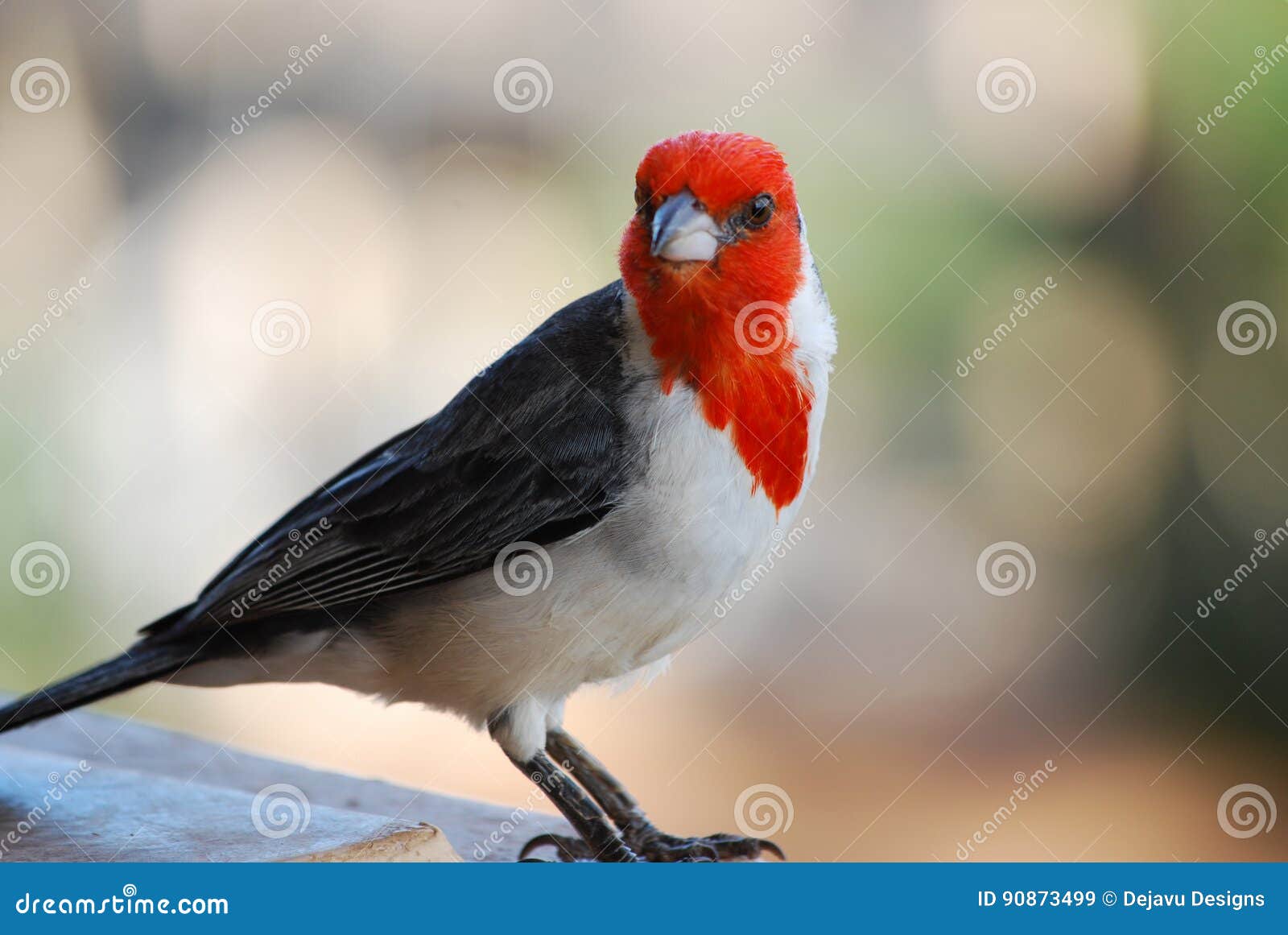 Bird Standing Cardinal Com Crista Vermelho Em Um Trilho Imagem de Stock ...