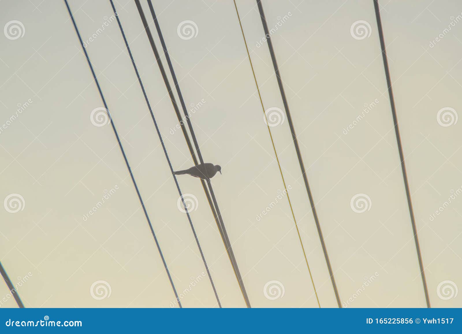 A Bird Standing on an Electricity Line Stock Photo - Image of circuit ...