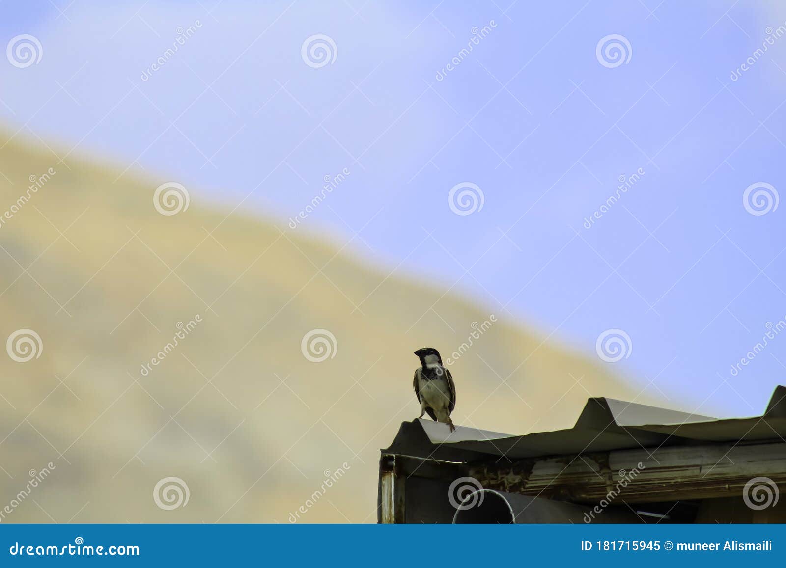 A Bird Standing on a Home Canopy Stock Image - Image of standing, bird ...