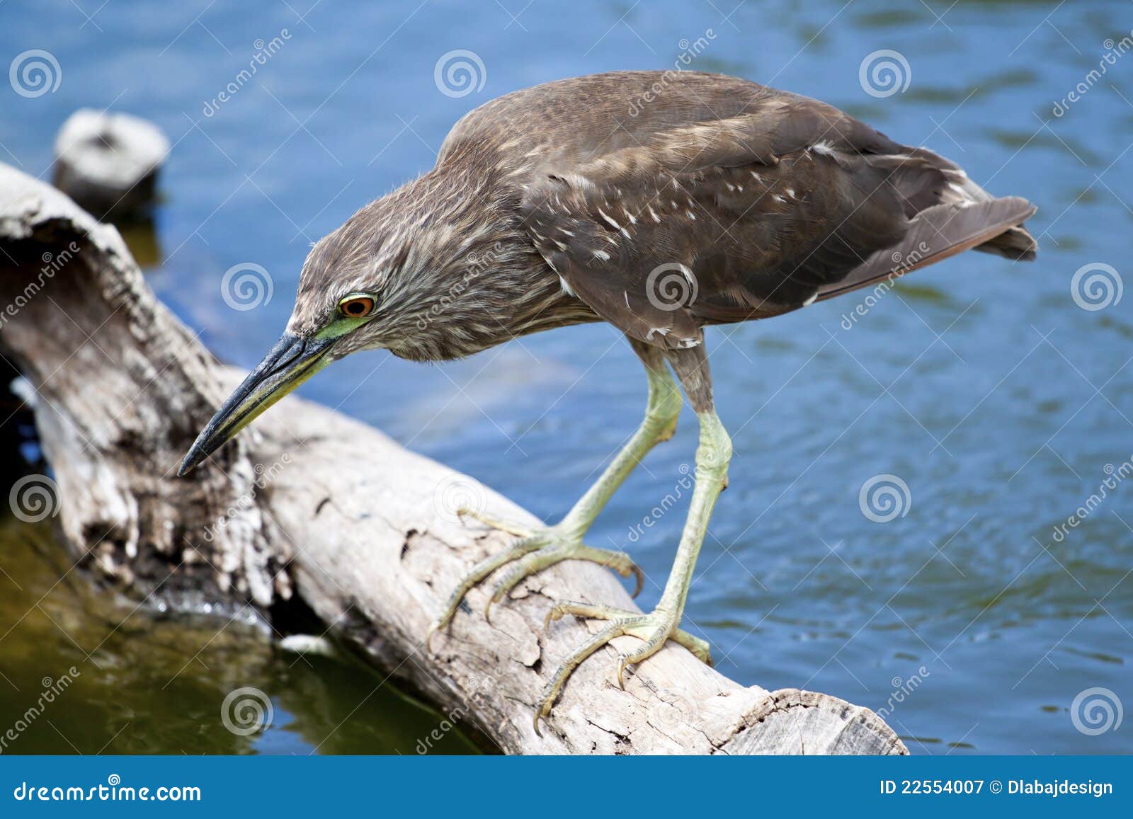 Bird standing on log stock image. Image of wildbrown - 22554007