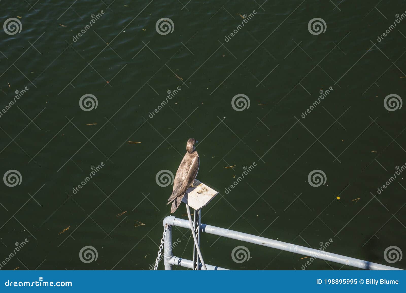 A Bird Standing and Looking Onward Stock Image - Image of bird ...