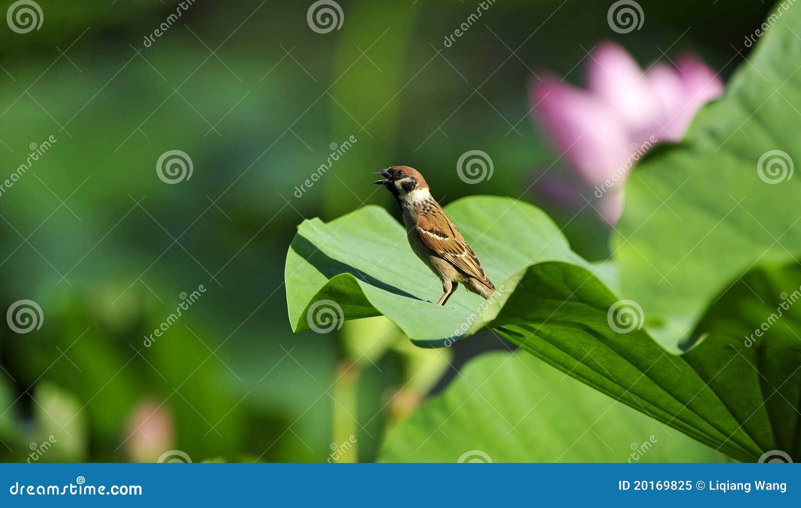 Bird Standing on a Lotus Leaf Stock Image - Image of beautiful, birds ...