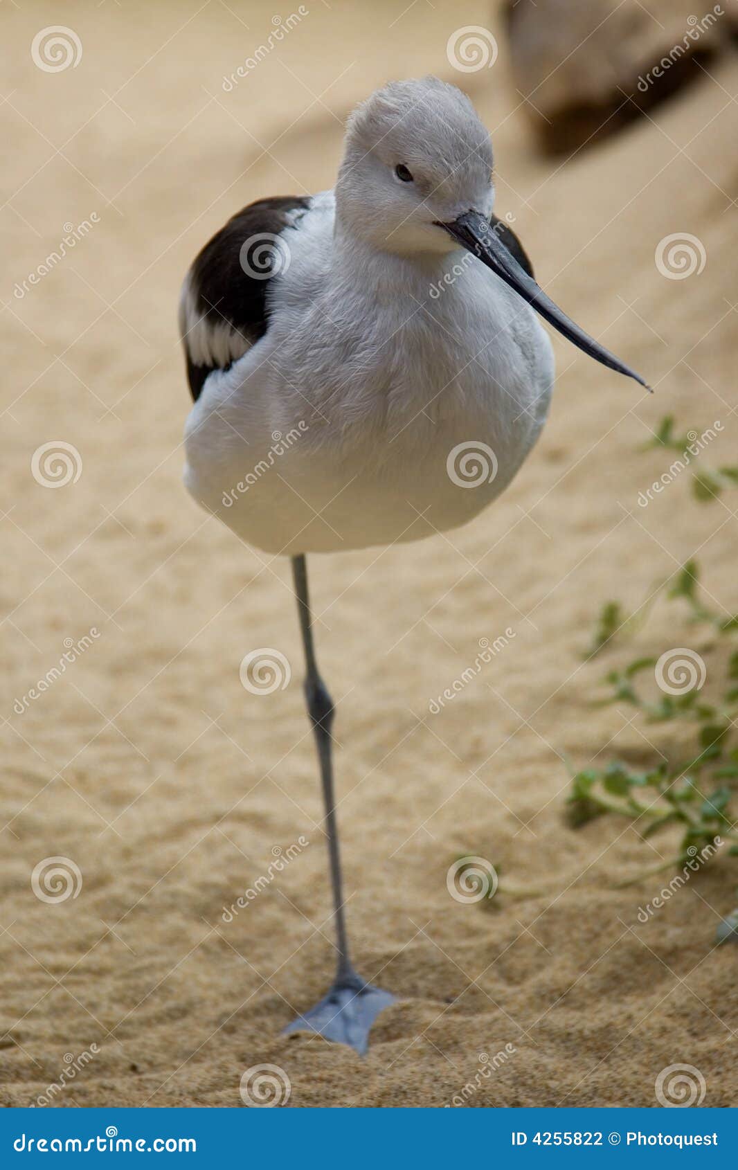 Bird Standing On One Leg Picture. Image: 4255822