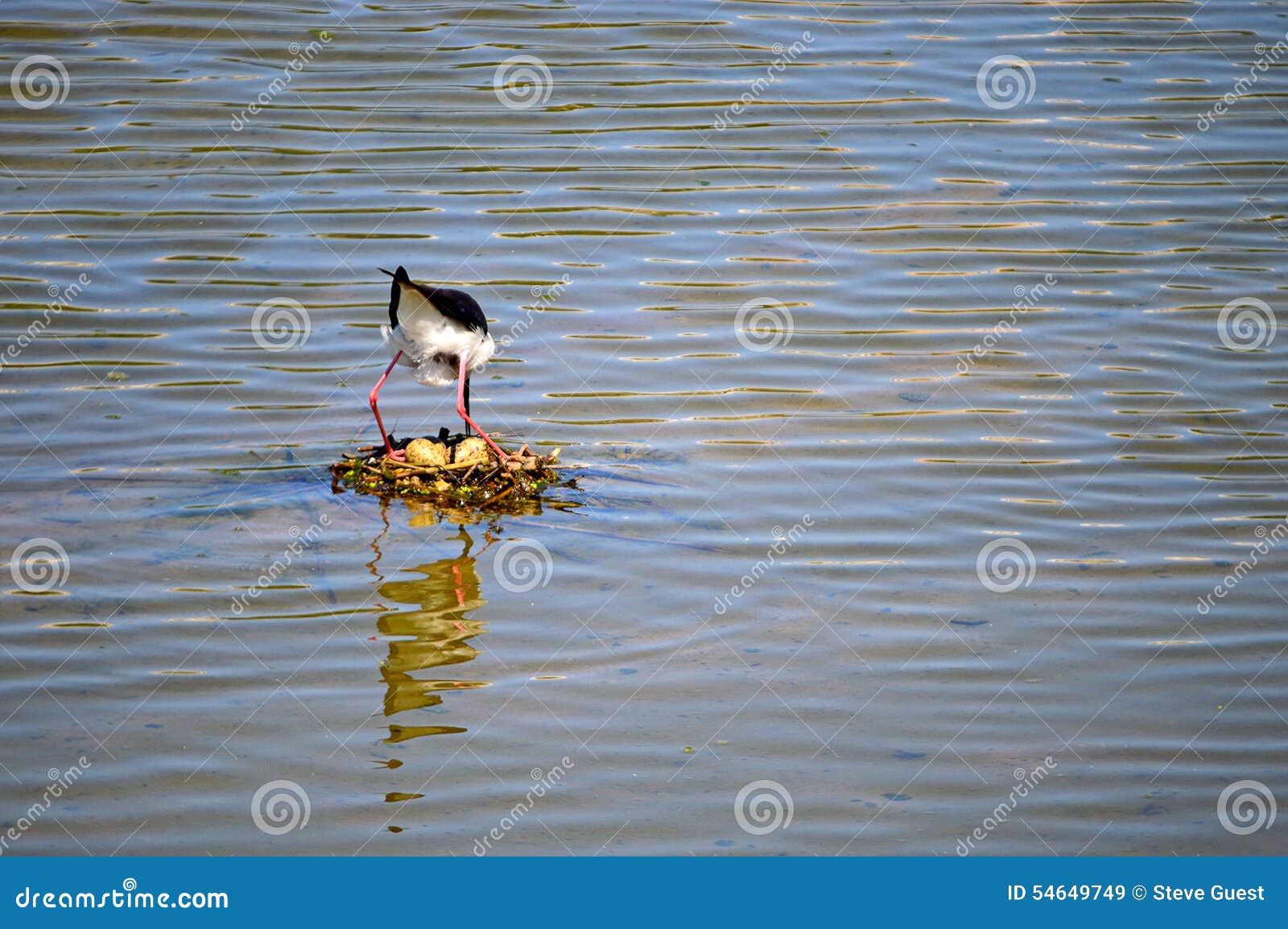 A Bird Standing Over a Nest Full of Eggs Stock Image - Image of ...