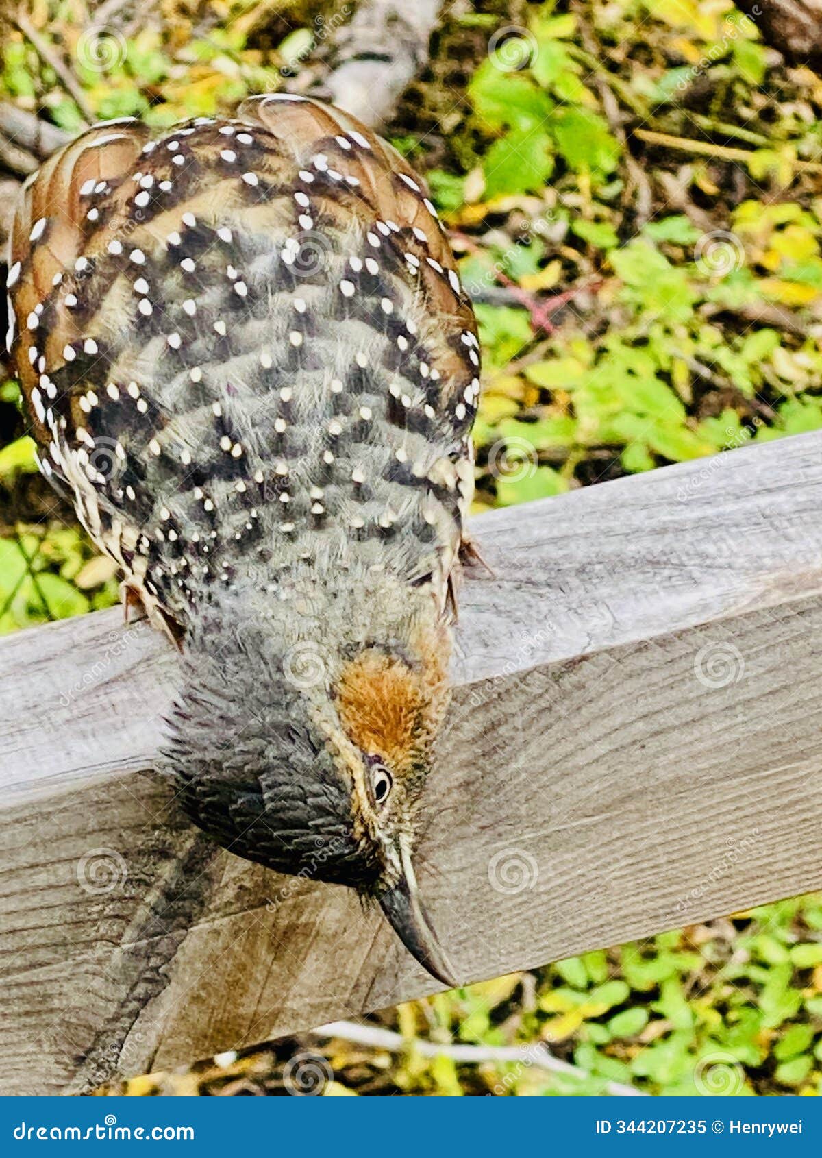 A bird standing on railing stock image. Image of tree - 344207235
