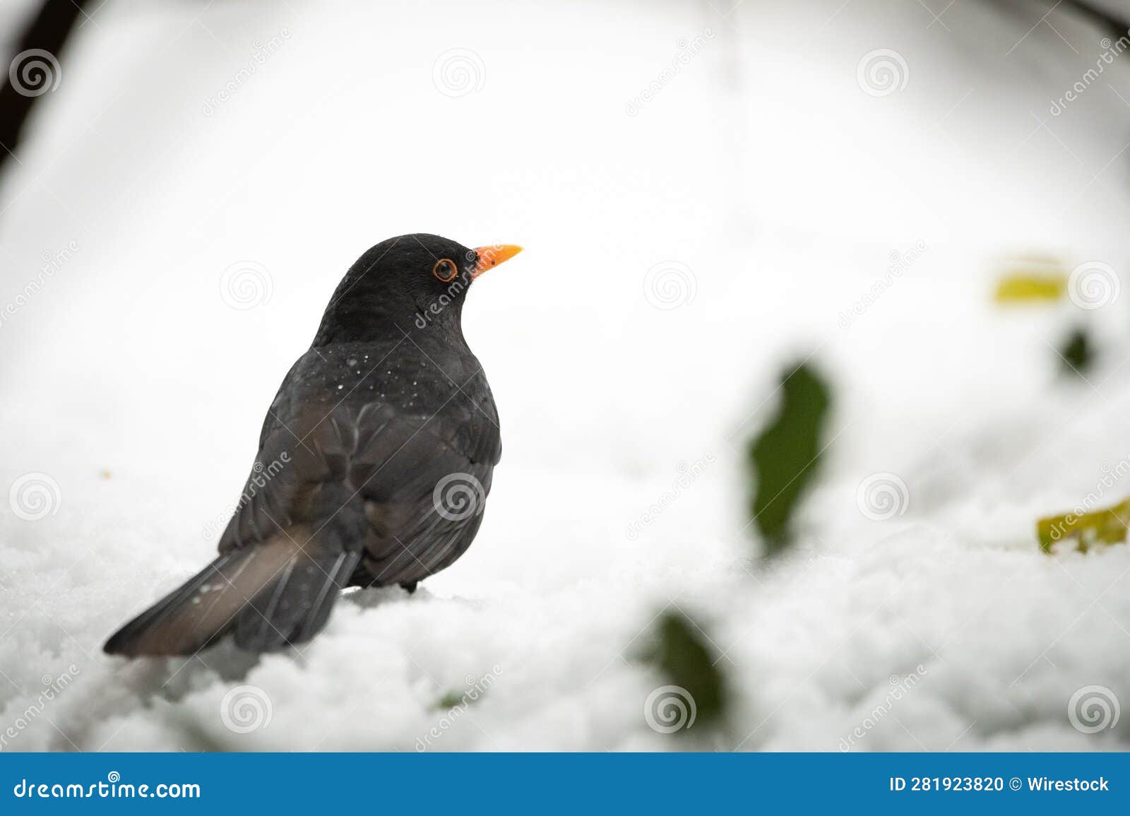 The Bird is Standing on the Snow by Itself with it S Beak Open Stock ...