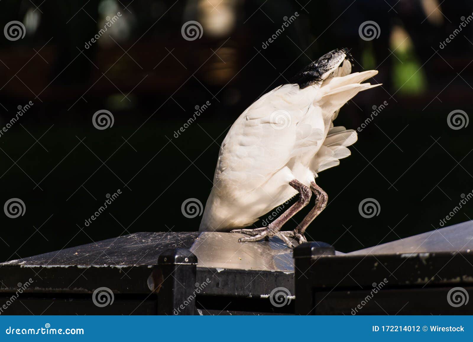 Bird Standing Sticking Its Head in a Garbage Can Stock Photo - Image of ...