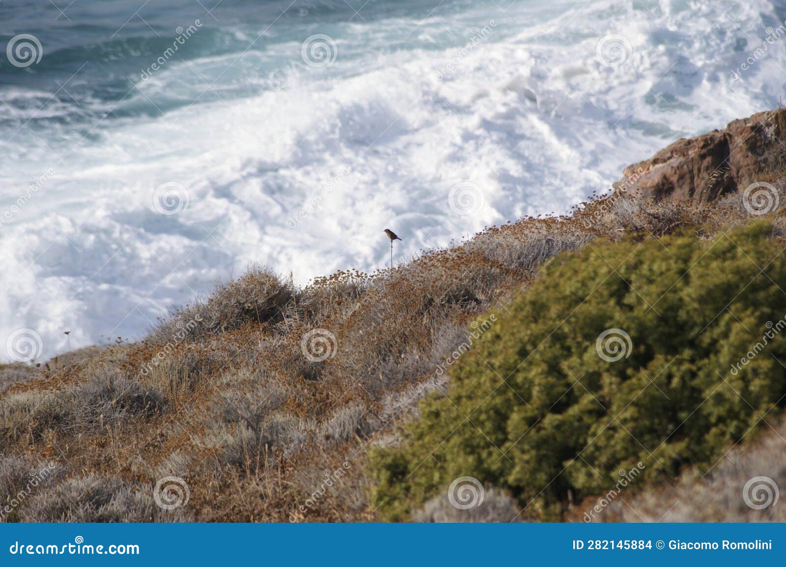 Bird Standing Still on a Windy Day Stock Photo - Image of wilderness ...