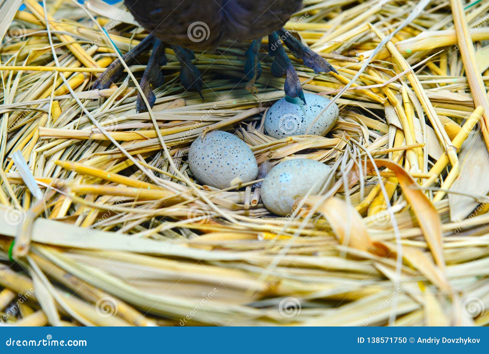 The Bird Stands in a Nest with Eggs and Protects Its Children Stock ...