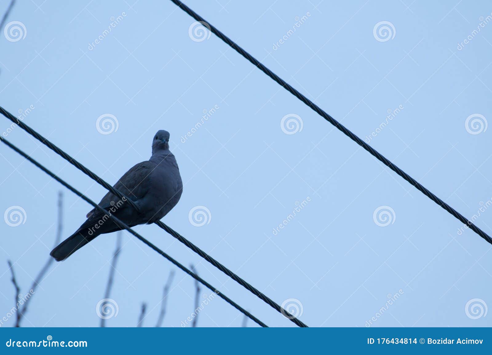 The Bird Stands on a Wire from a Banner Stock Photo - Image of animal ...
