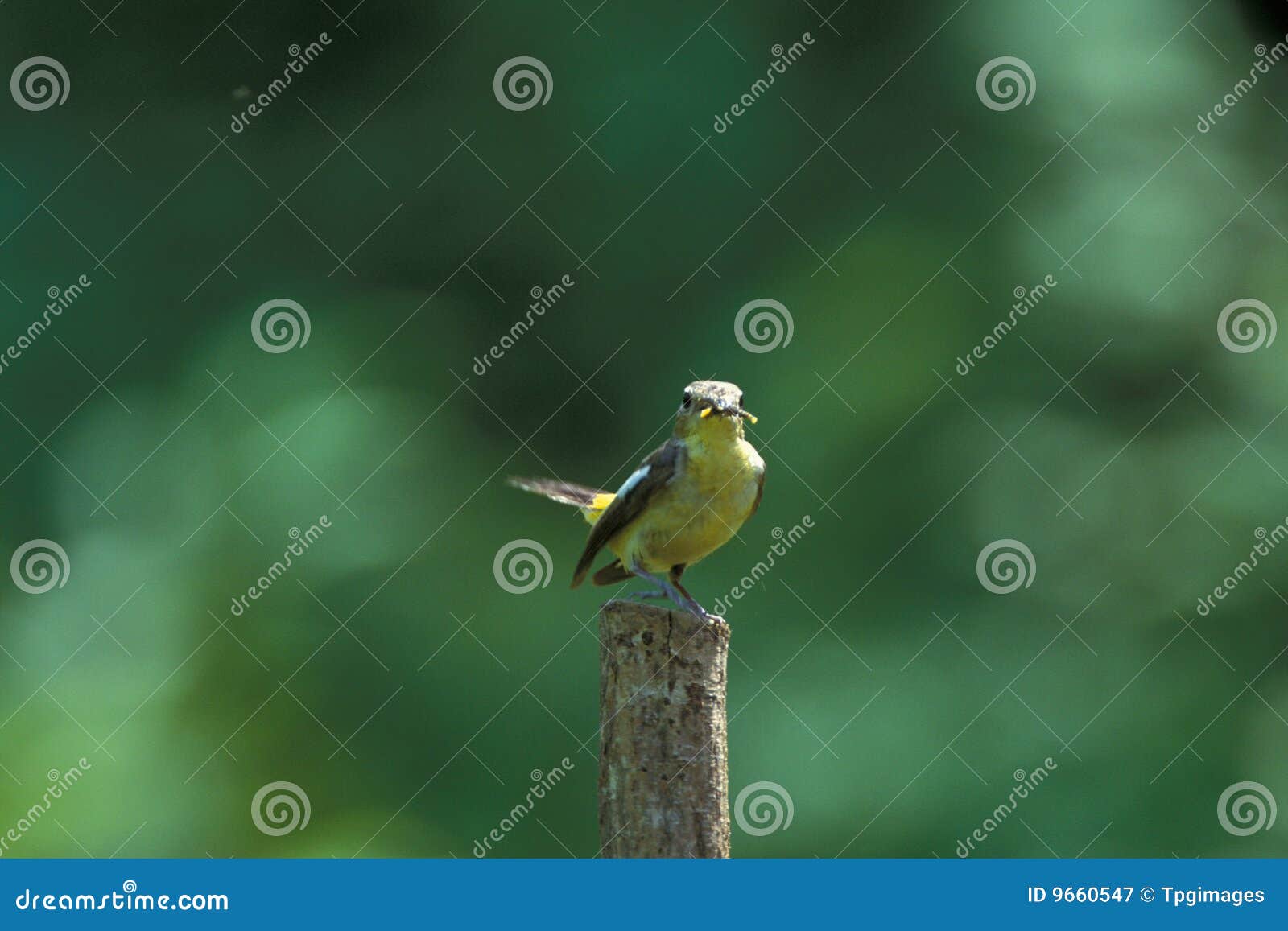 Bird Stands on Wooden Pillar Stock Image - Image of pillar, fowl: 9660547