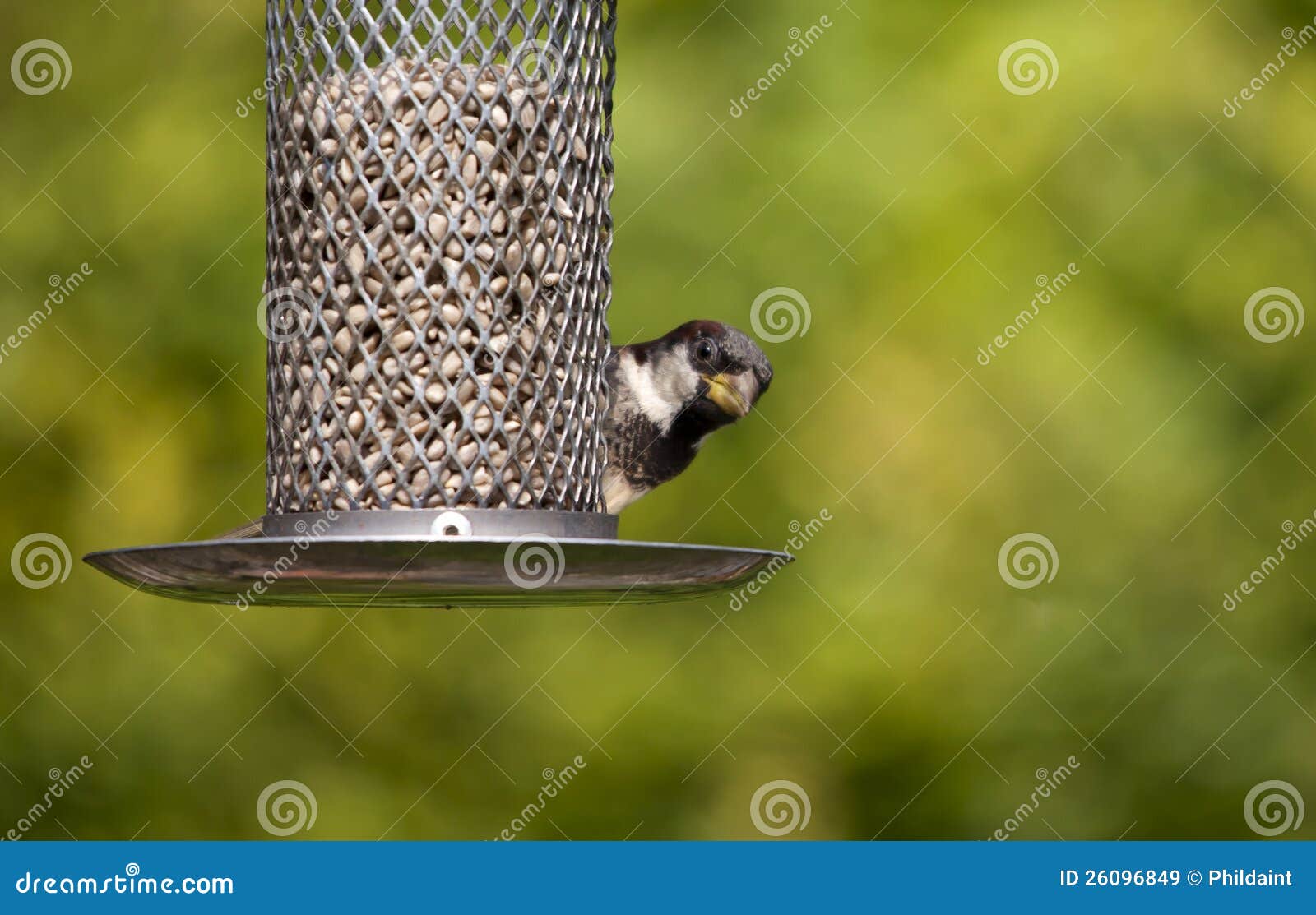 Bird stare stock image. Image of food, feeding, cheeky - 26096849