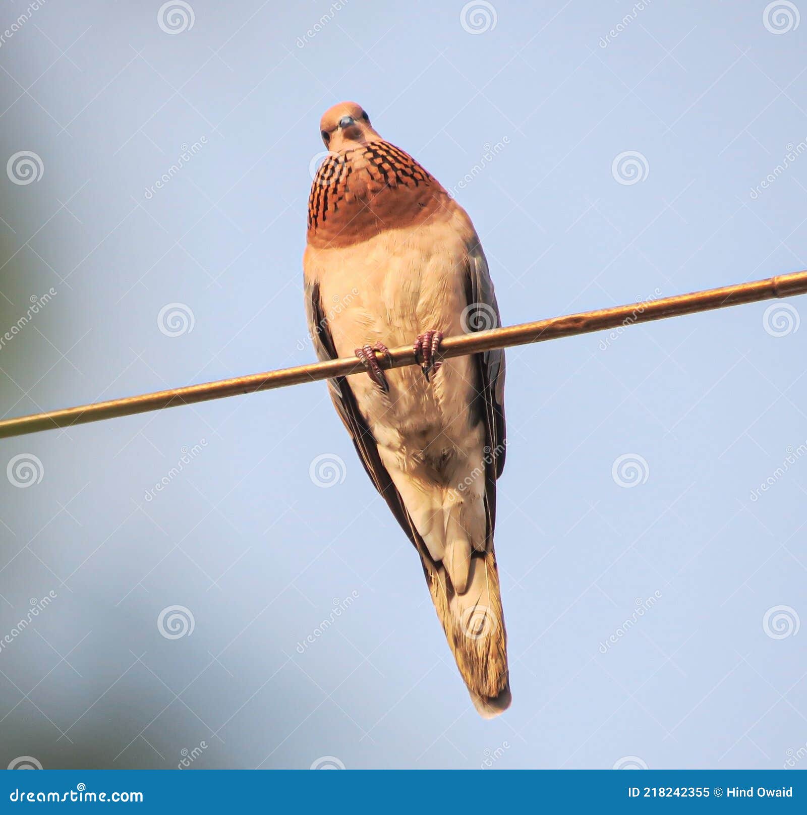 Bird staring at the camera stock image. Image of branch - 218242355