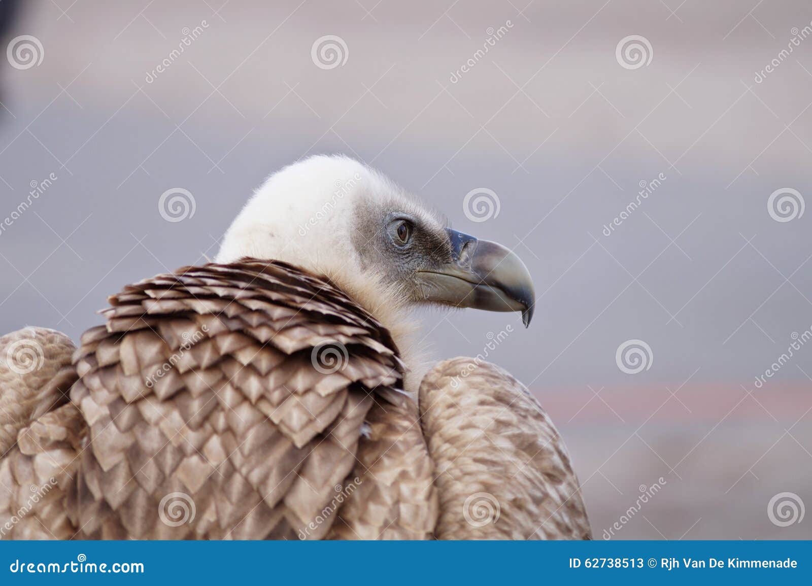 A bird staring stock image. Image of bird, eyes, watching - 62738513