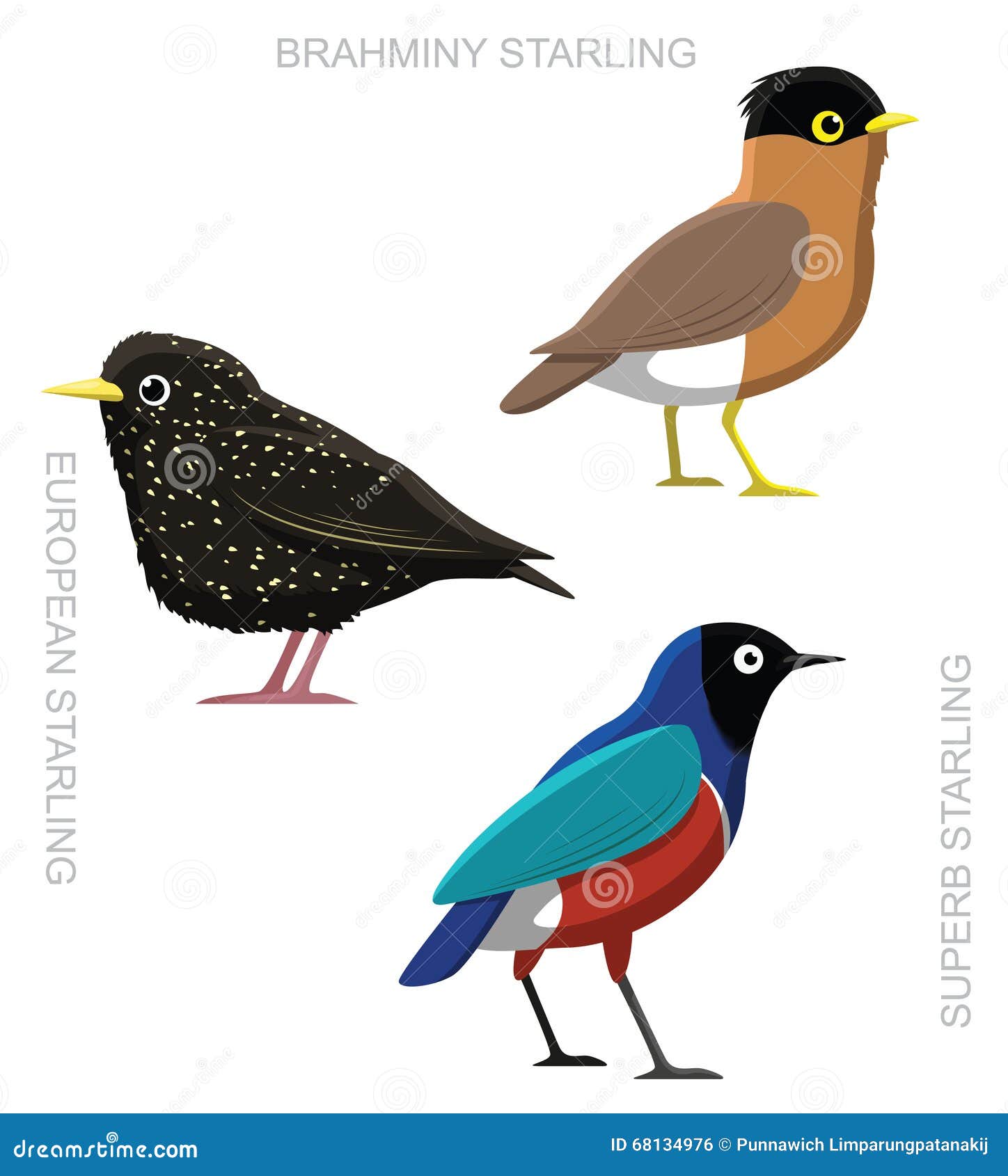 Bird Starling Set Cartoon Vector Illustration Stock Vector ...