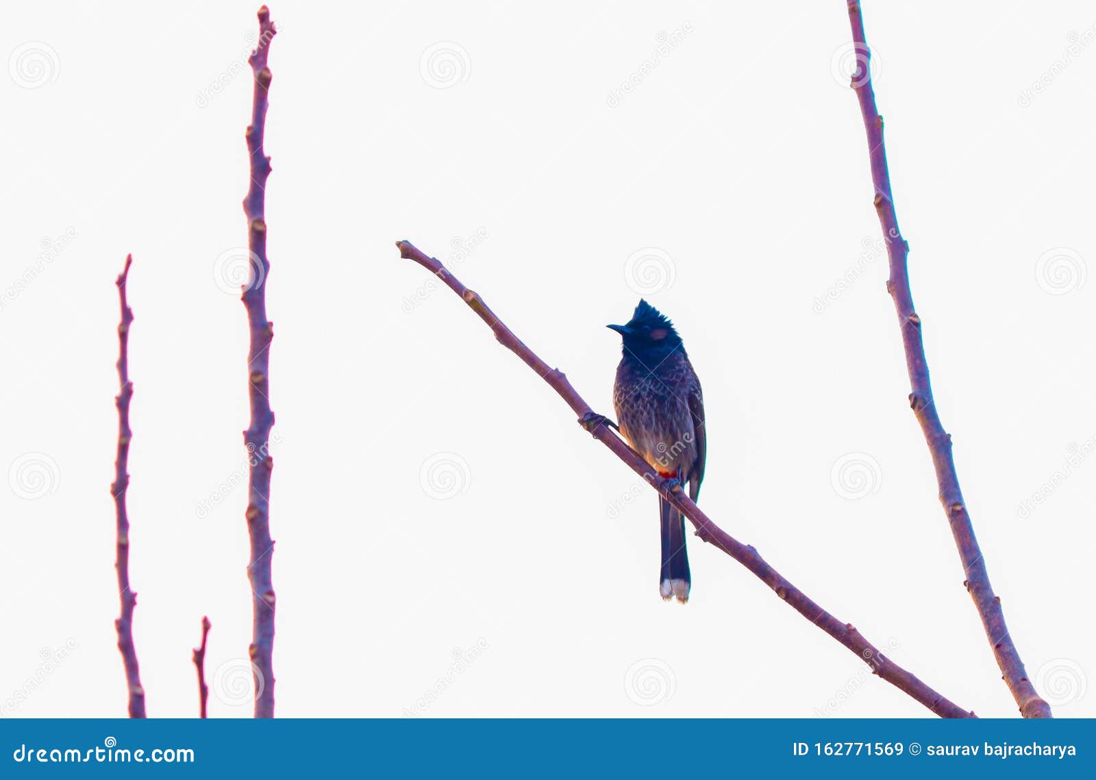 Bird on the steam of tree stock image. Image of tree - 162771569