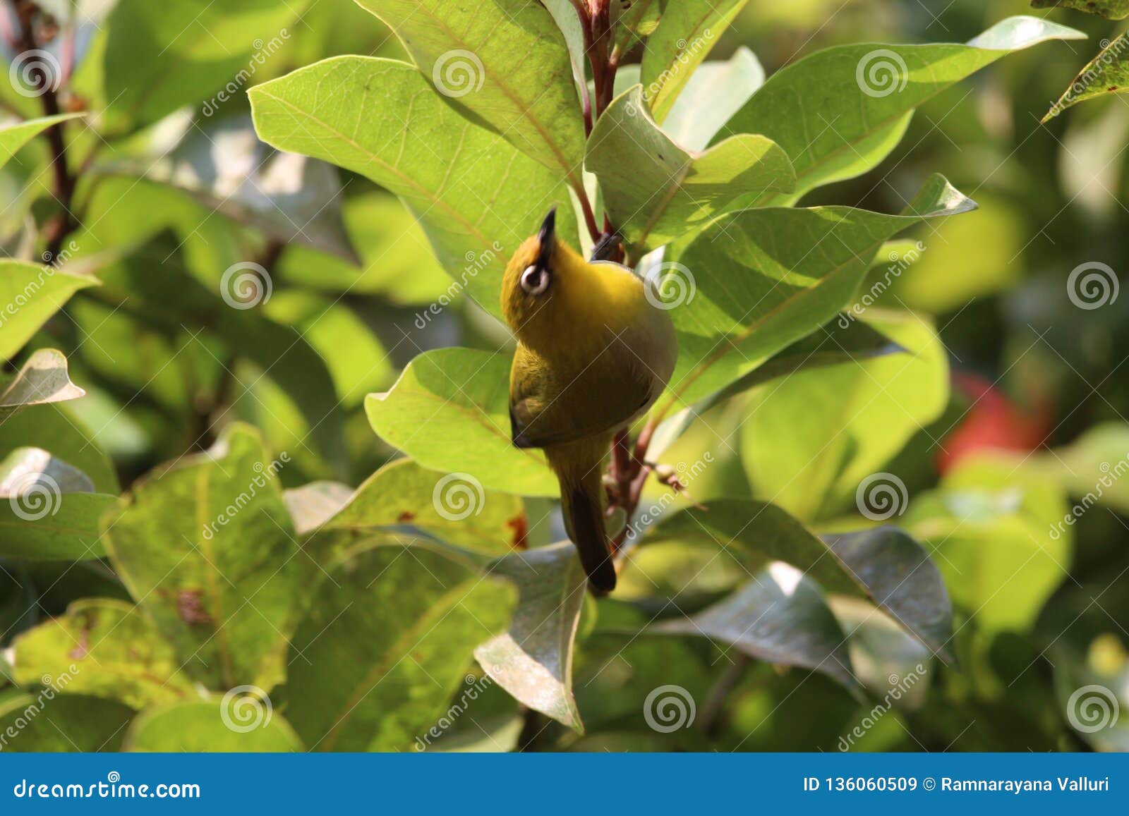 Bird on Stem of the Tree, Leafs, Green Bird Stock Image - Image of ...