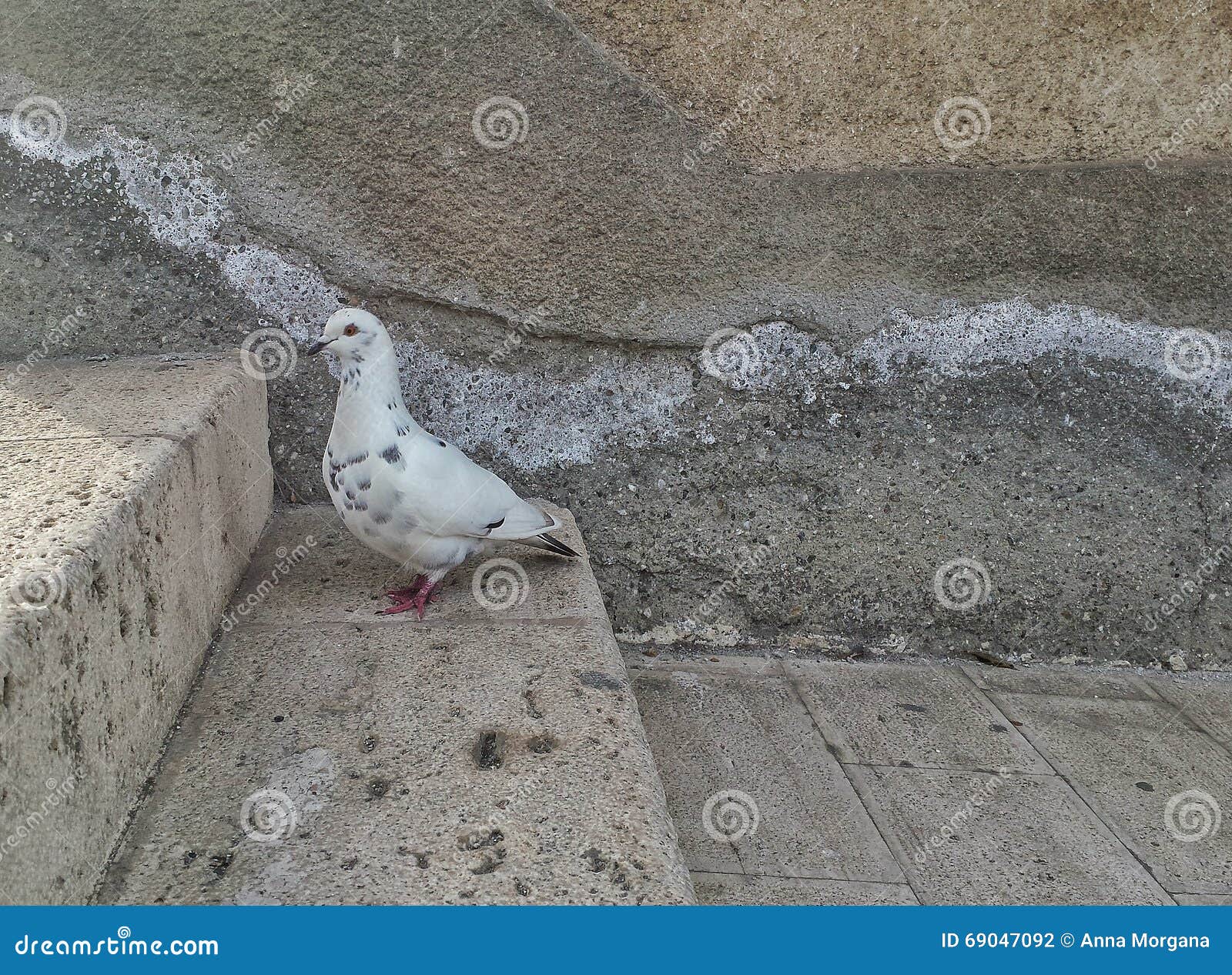 Bird on the step stock photo. Image of step, italy, white - 69047092