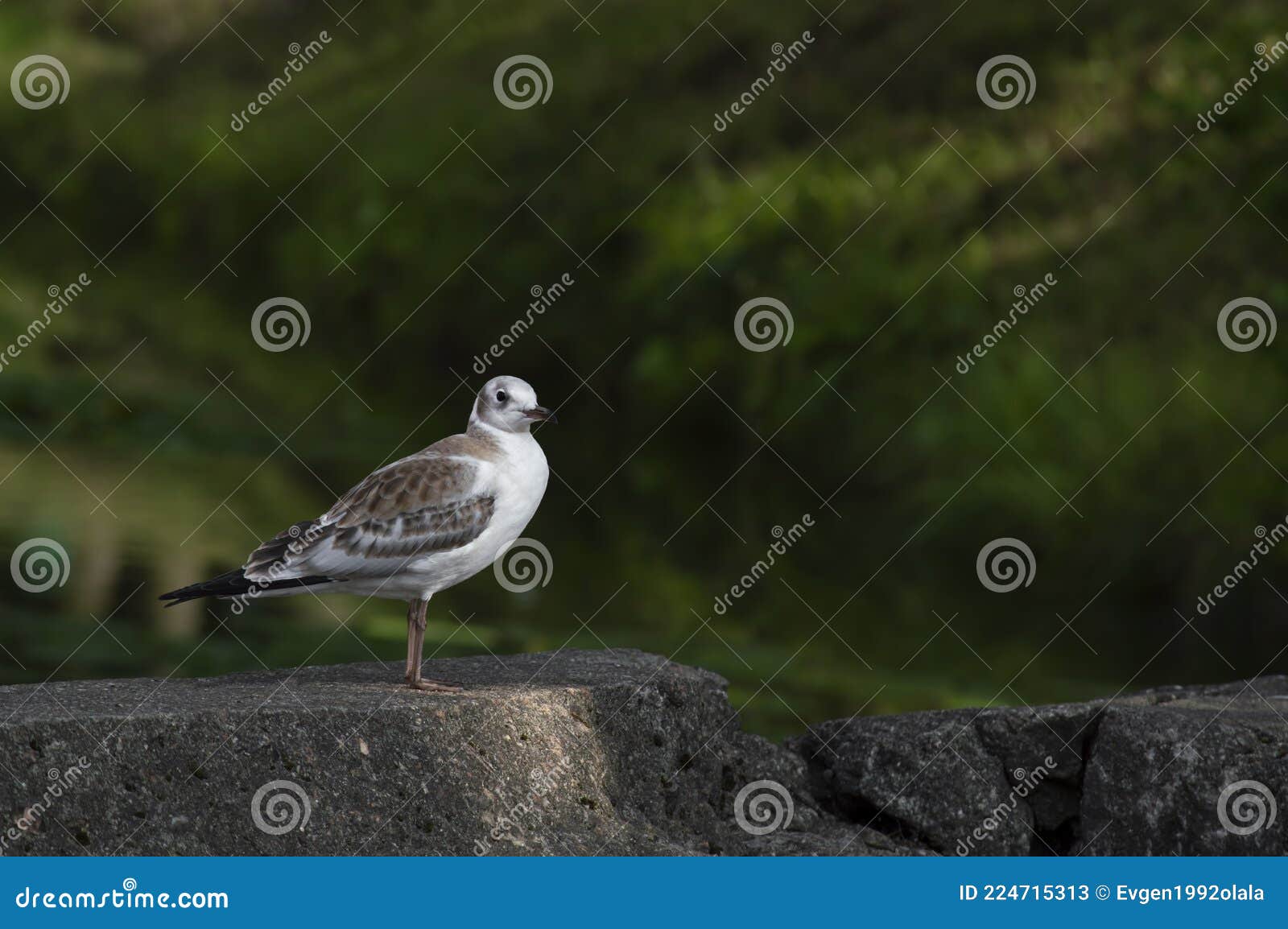 Bird on a Stone Parapet. River and Greenery Stock Image - Image of ...