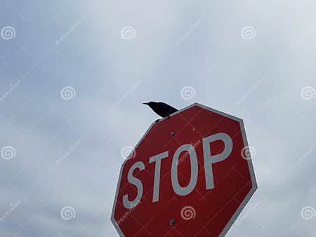 Bird stock photo. Image of bird, stop, nature, sign - 135834570