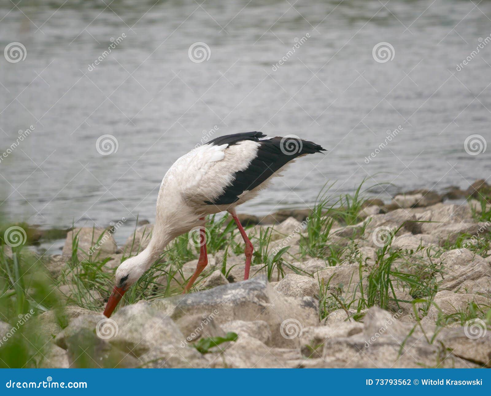 Bird stork ciconia ciconia stock photo. Image of flying - 73793562