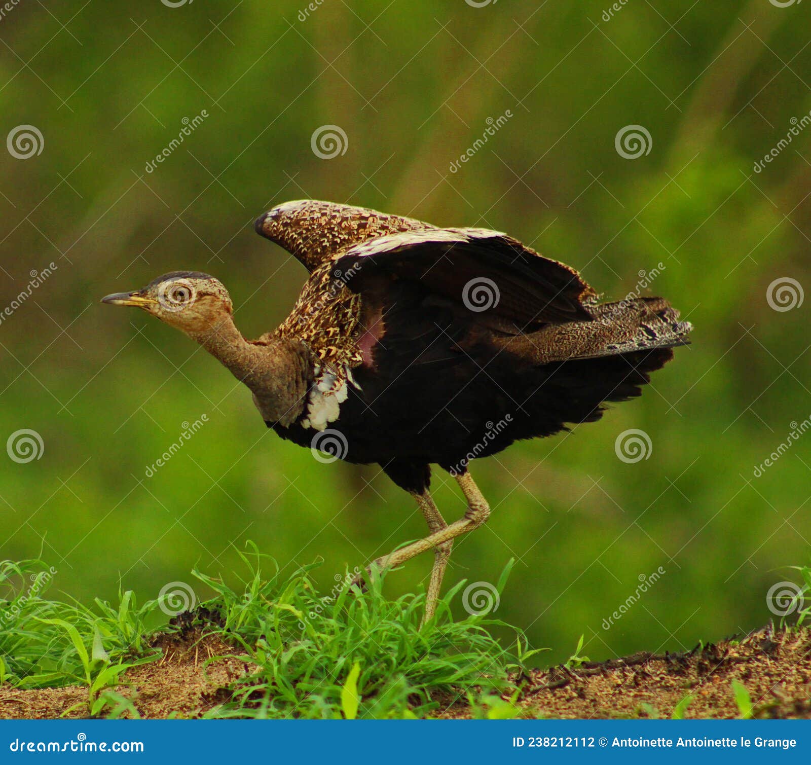 Bird Stretching before Flight Stock Photo - Image of shorebird, stre ...