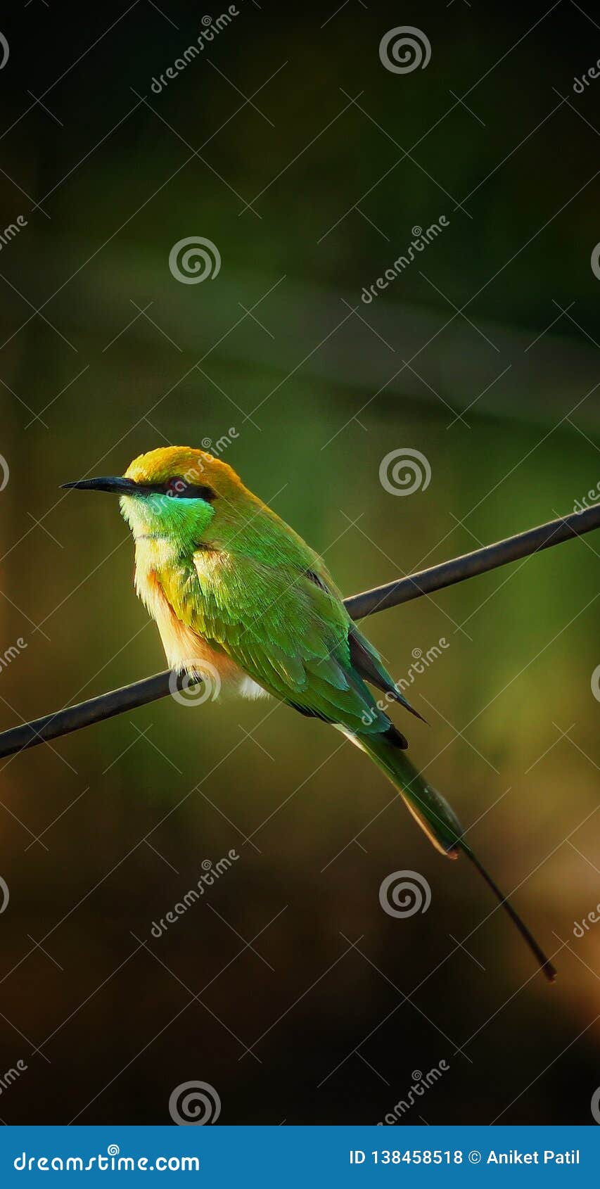 Bird on string stock photo. Image of string, closeup - 138458518
