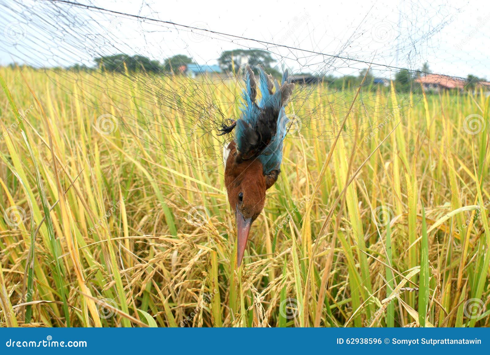 Bird stuck in net stock photo. Image of stuck, paddy - 62938596