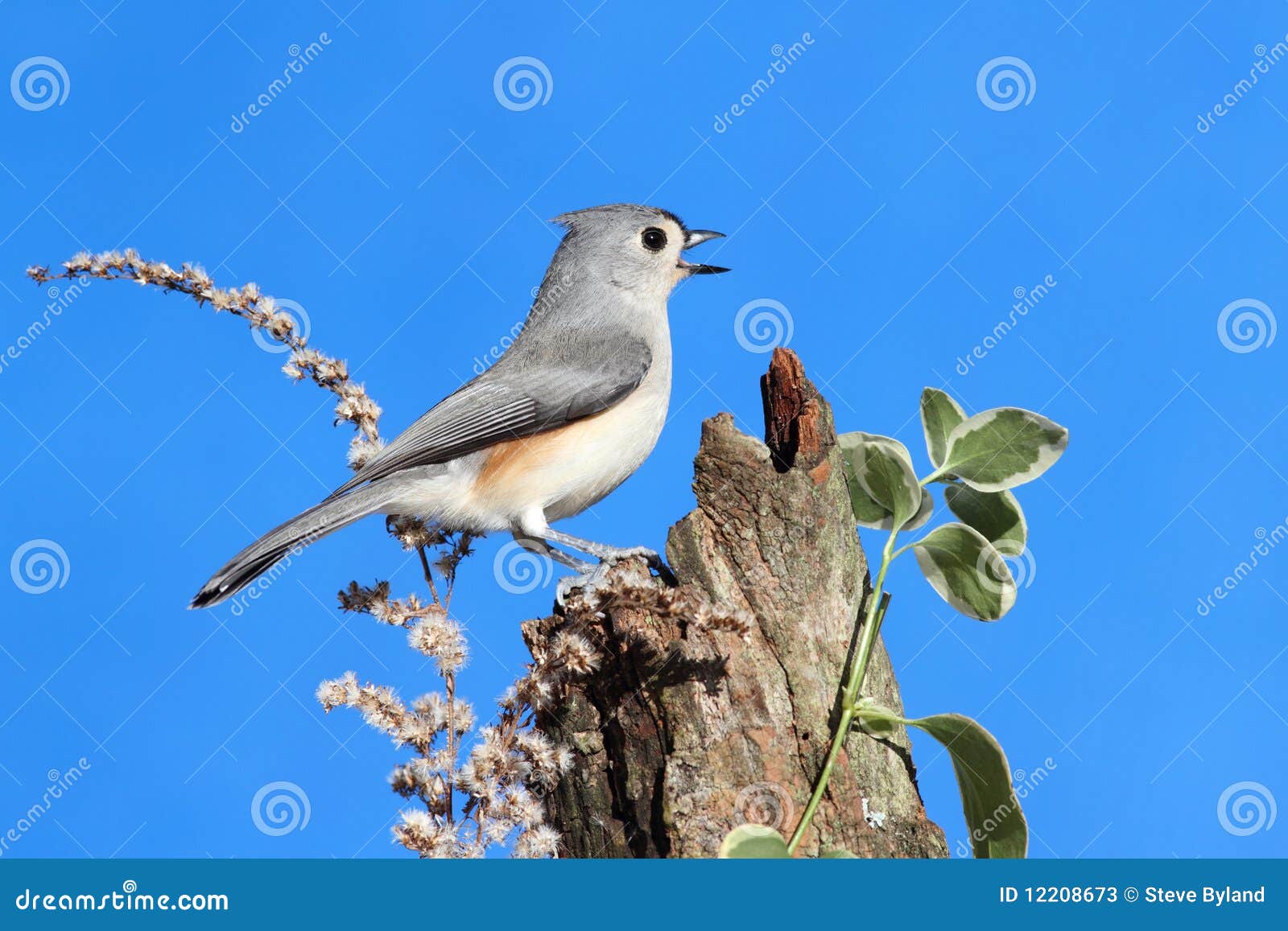 Bird on a Stump stock image. Image of tufted, ornithology - 12208673