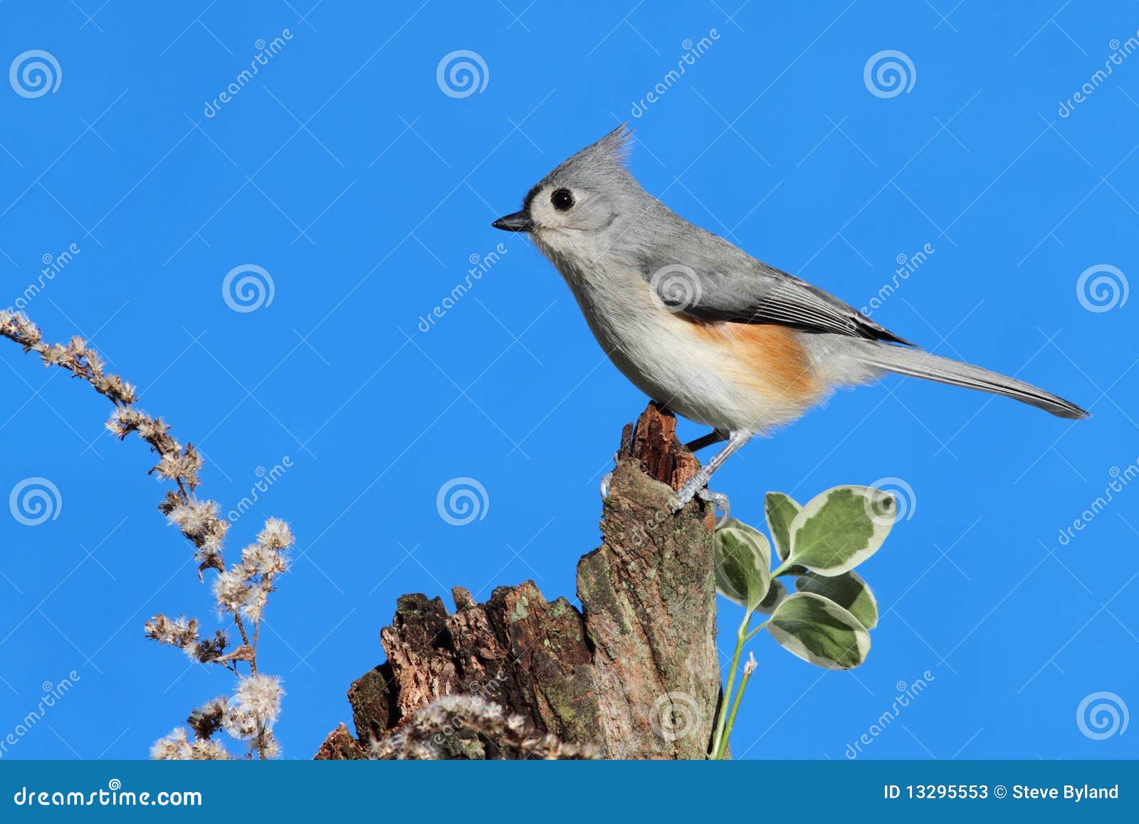 Bird on a Stump stock image. Image of tufted, titmouse - 13295553