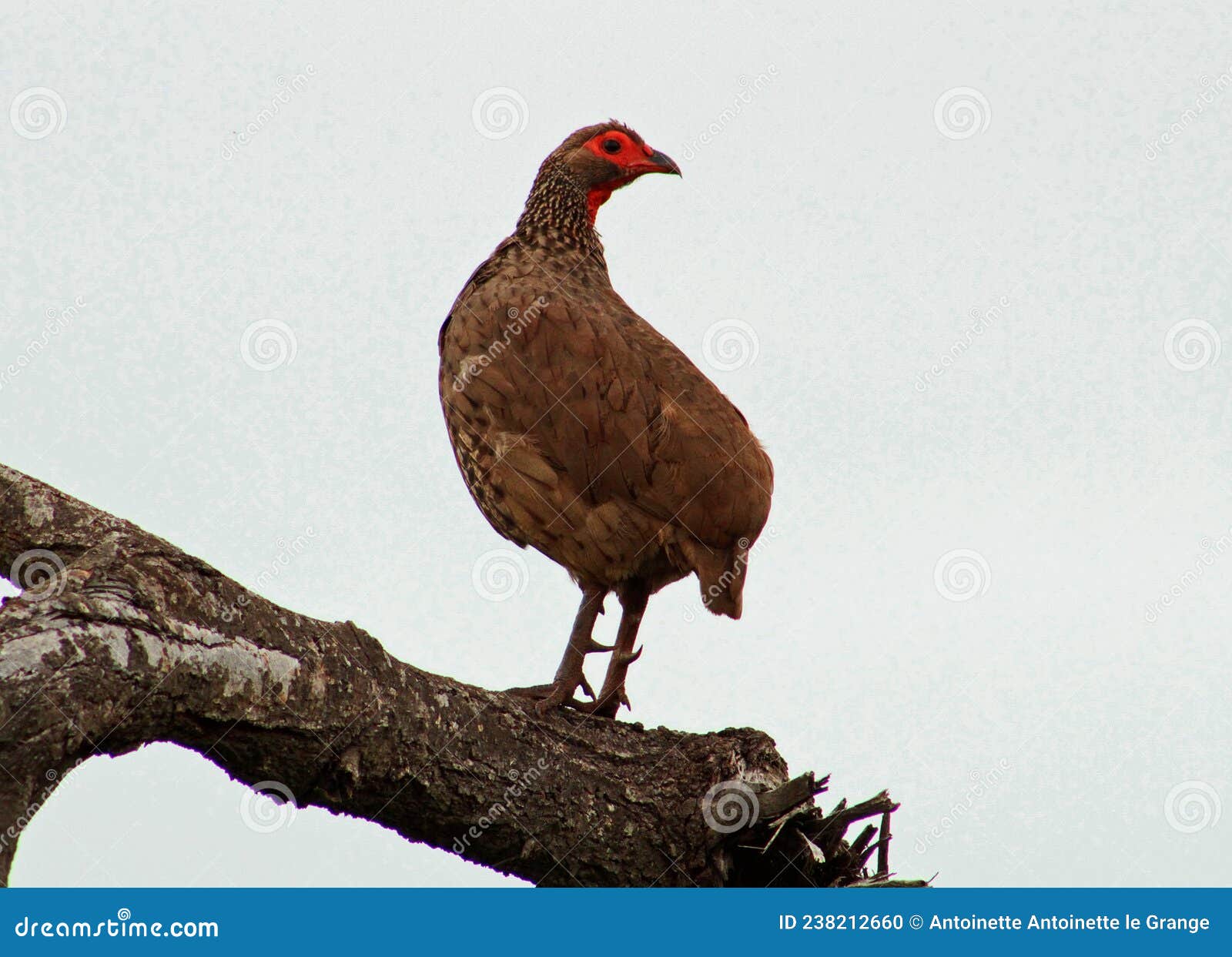 Bird on a stump stock photo. Image of stump, eagle, quail - 238212660