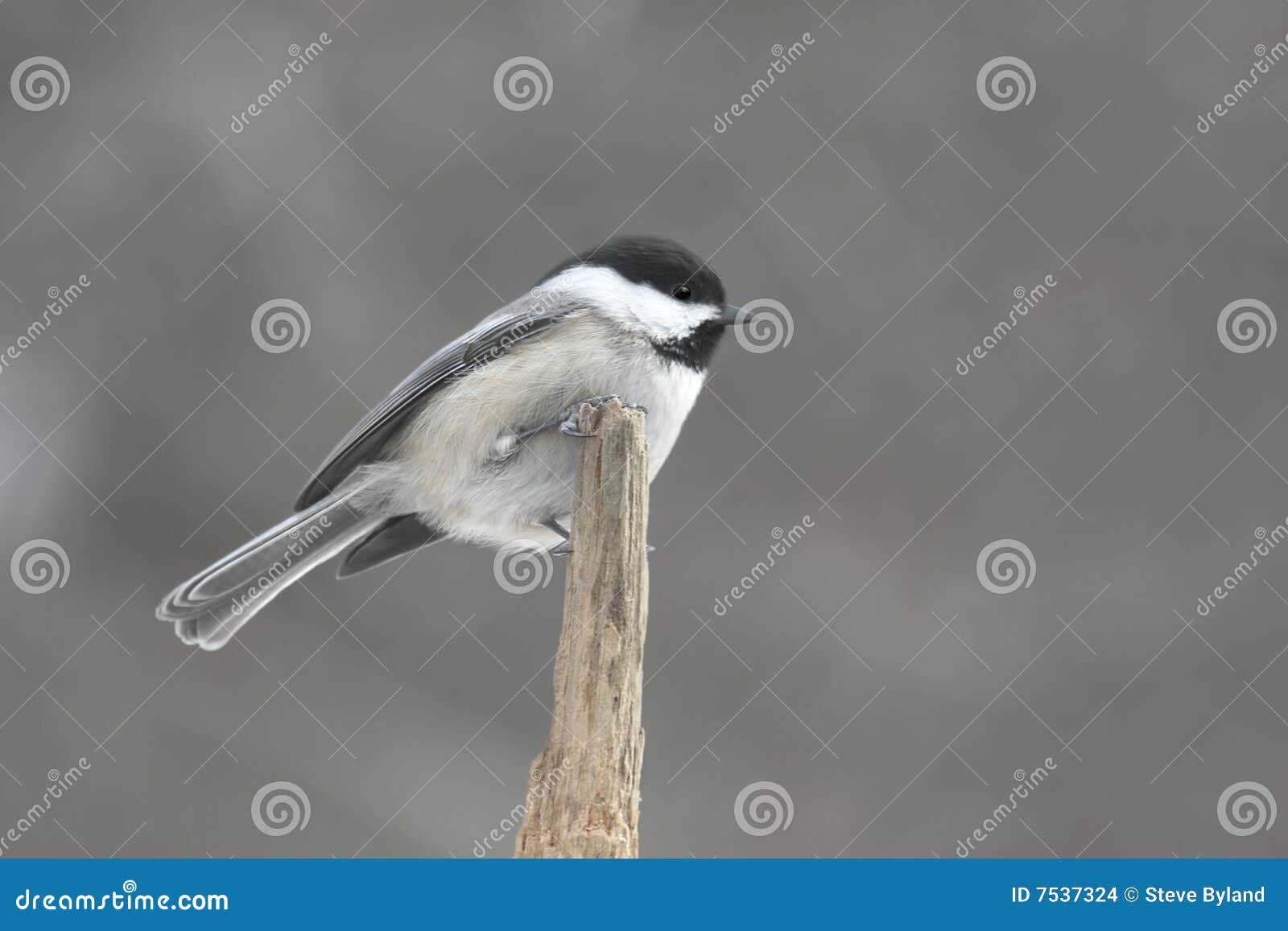Bird on a Stump stock photo. Image of capped, songbirds - 7537324