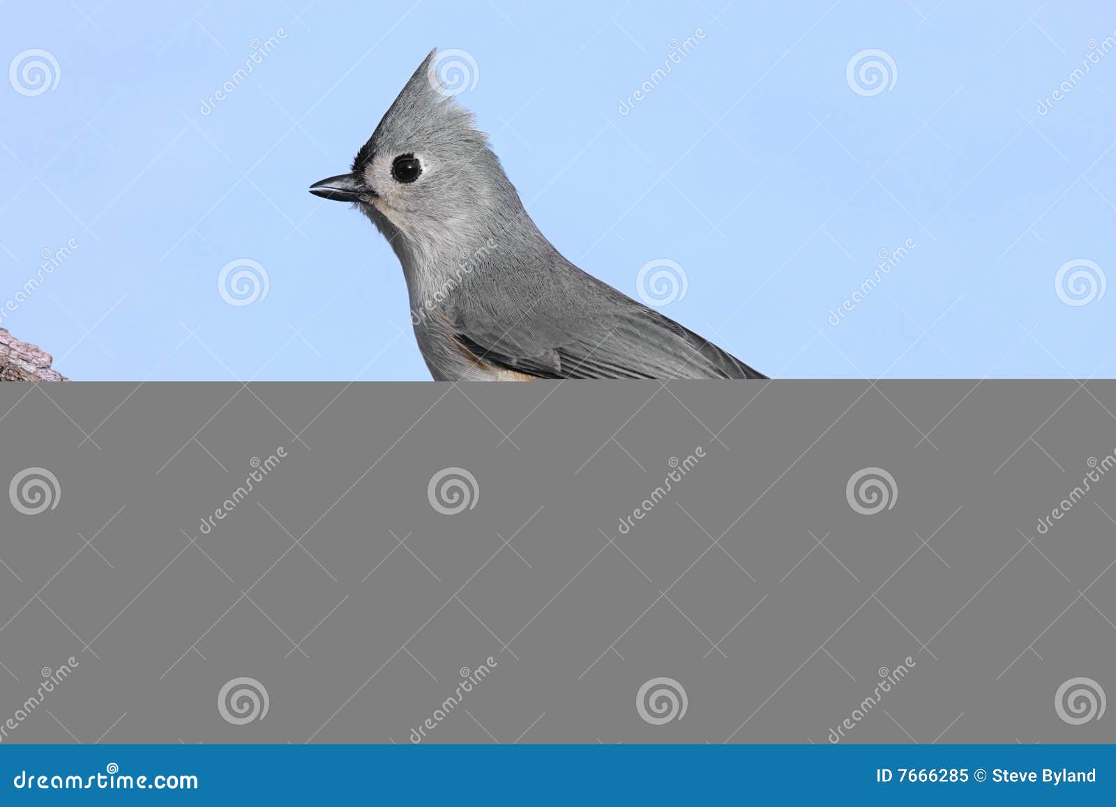 Bird on a Stump stock image. Image of fauna, bicolor, tufted - 7666285