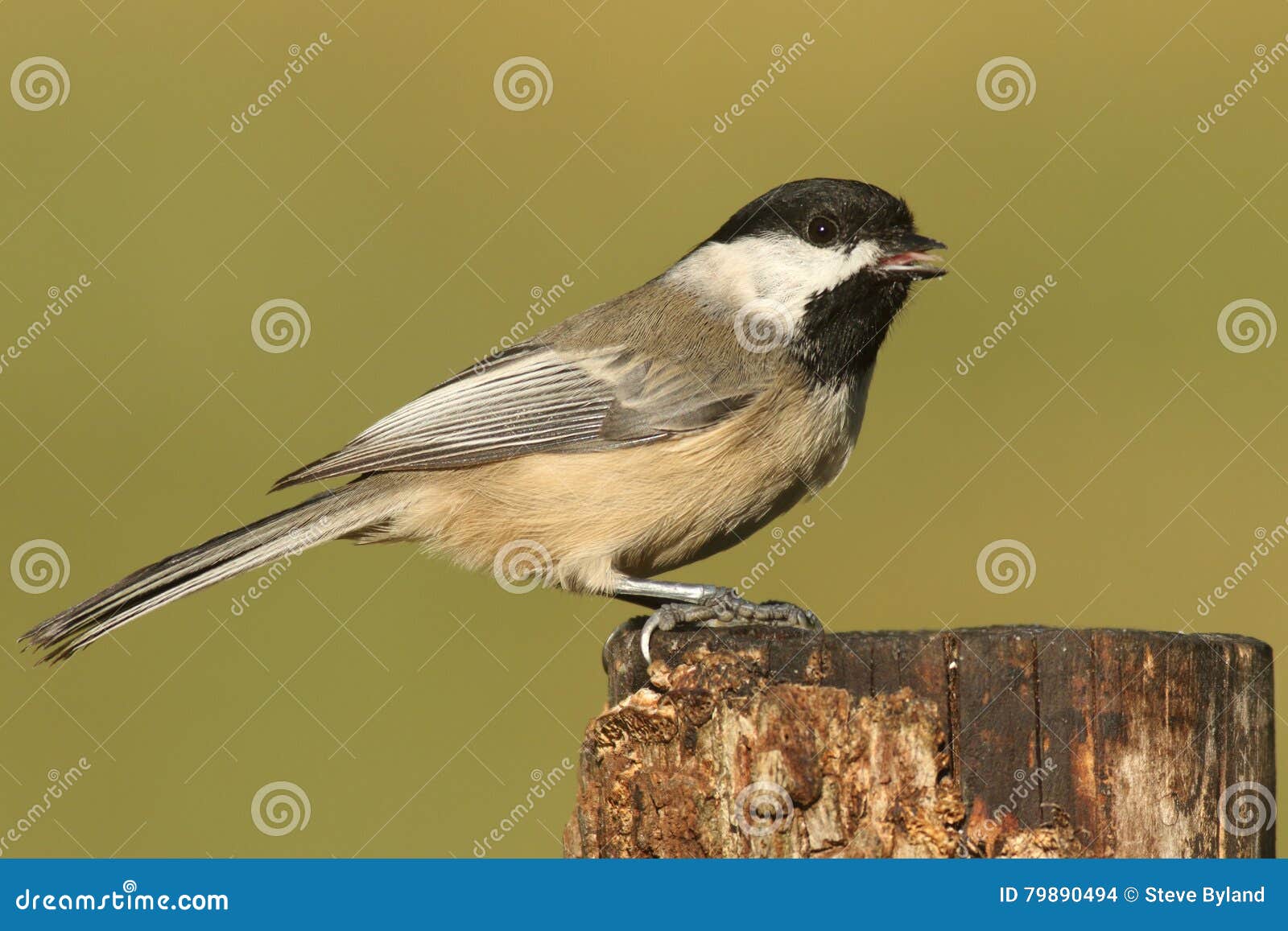 Bird on a Stump stock photo. Image of capped, fall, animal - 79890494