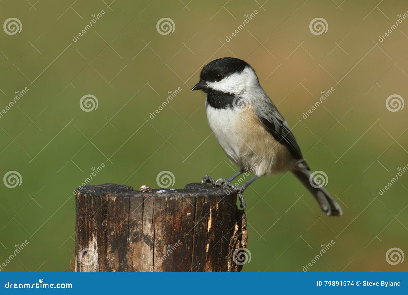 Bird on a Stump stock photo. Image of chickadee, atricapilla - 79891574