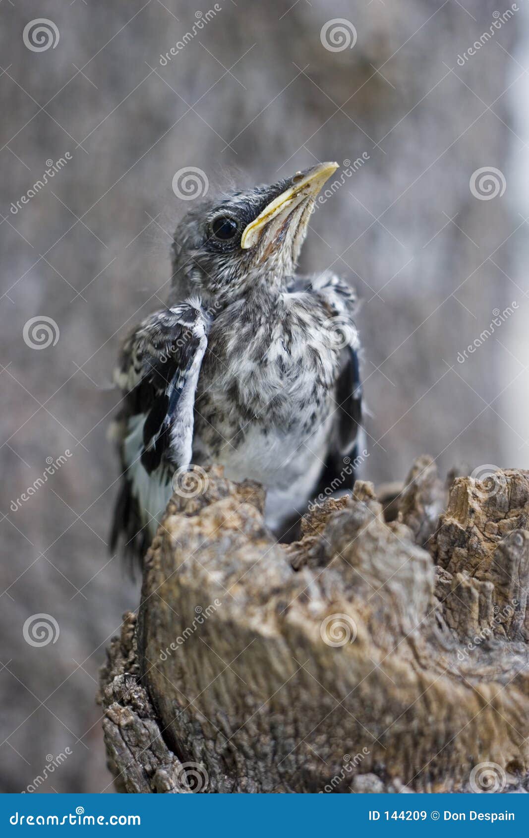 Bird On A Stump Looking Up Picture. Image: 144209