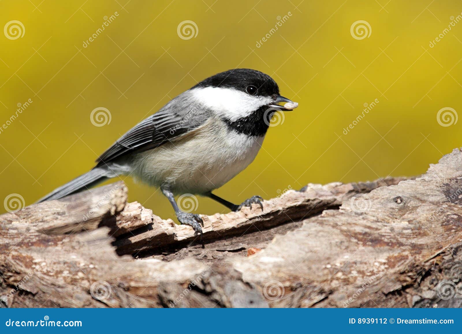 Bird on a Stump in Spring stock photo. Image of spring - 8939112