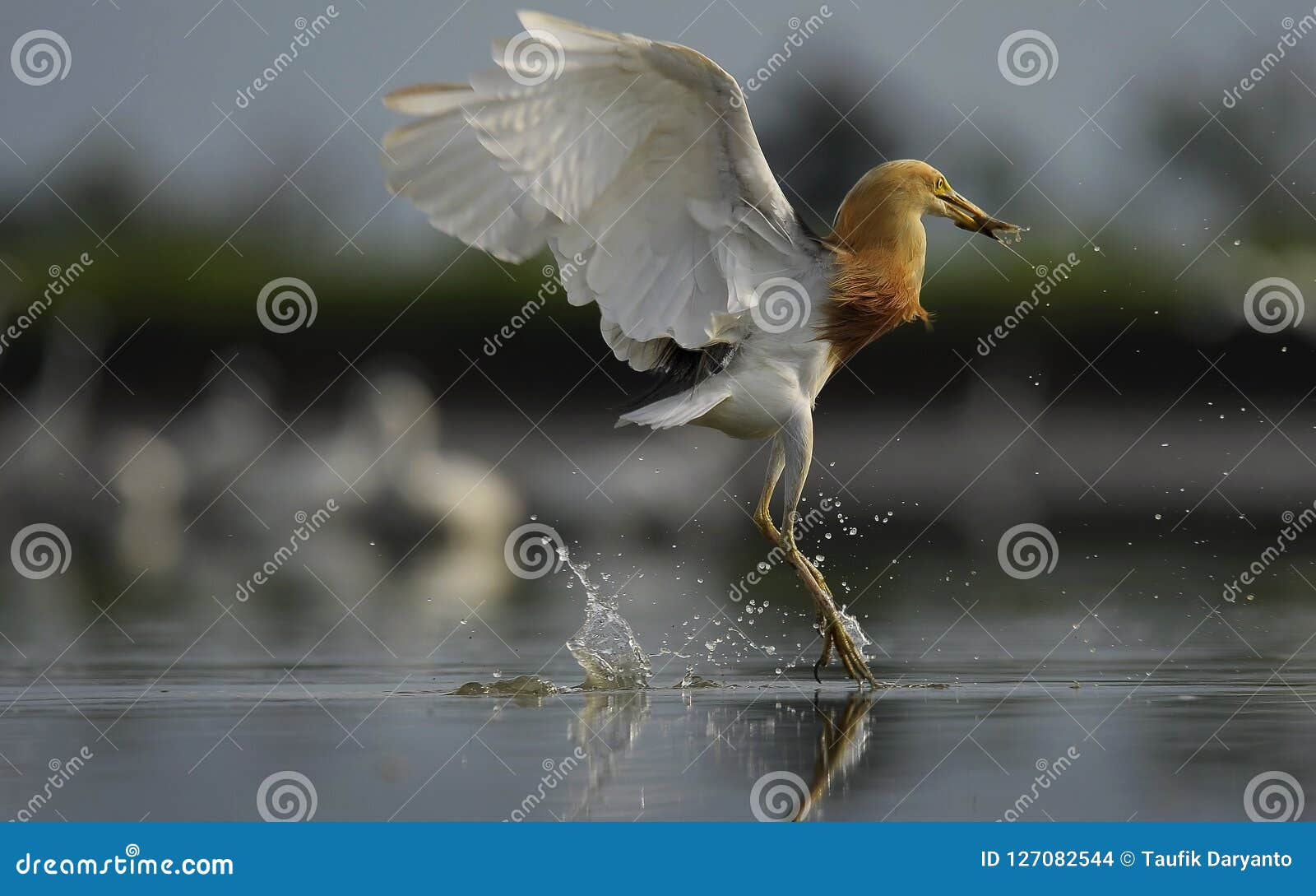 Bird Success Striking and Ready To Flew Again Stock Photo - Image of ...