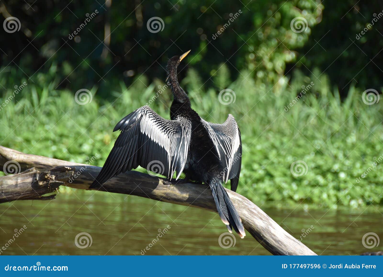 A Bird Sunbathing on a Branch Stock Photo - Image of bathe, birding ...