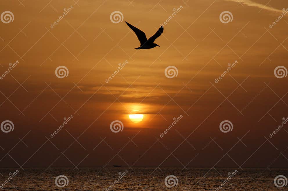 Bird at sunrise stock photo. Image of freedom, wildlife - 660036