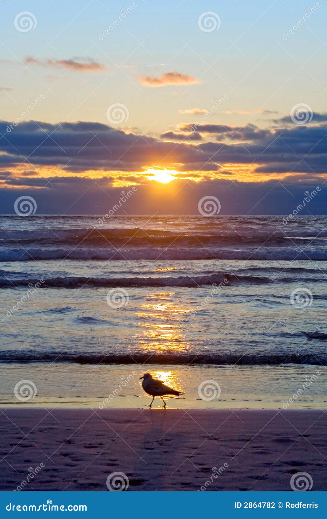 A bird at sunset. stock photo. Image of nature, landscape - 2864782