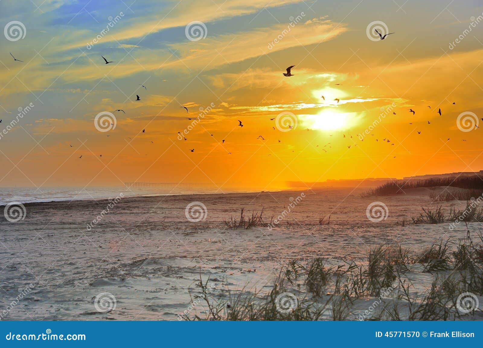 Bird Sunset stock photo. Image of grass, together, beach - 45771570
