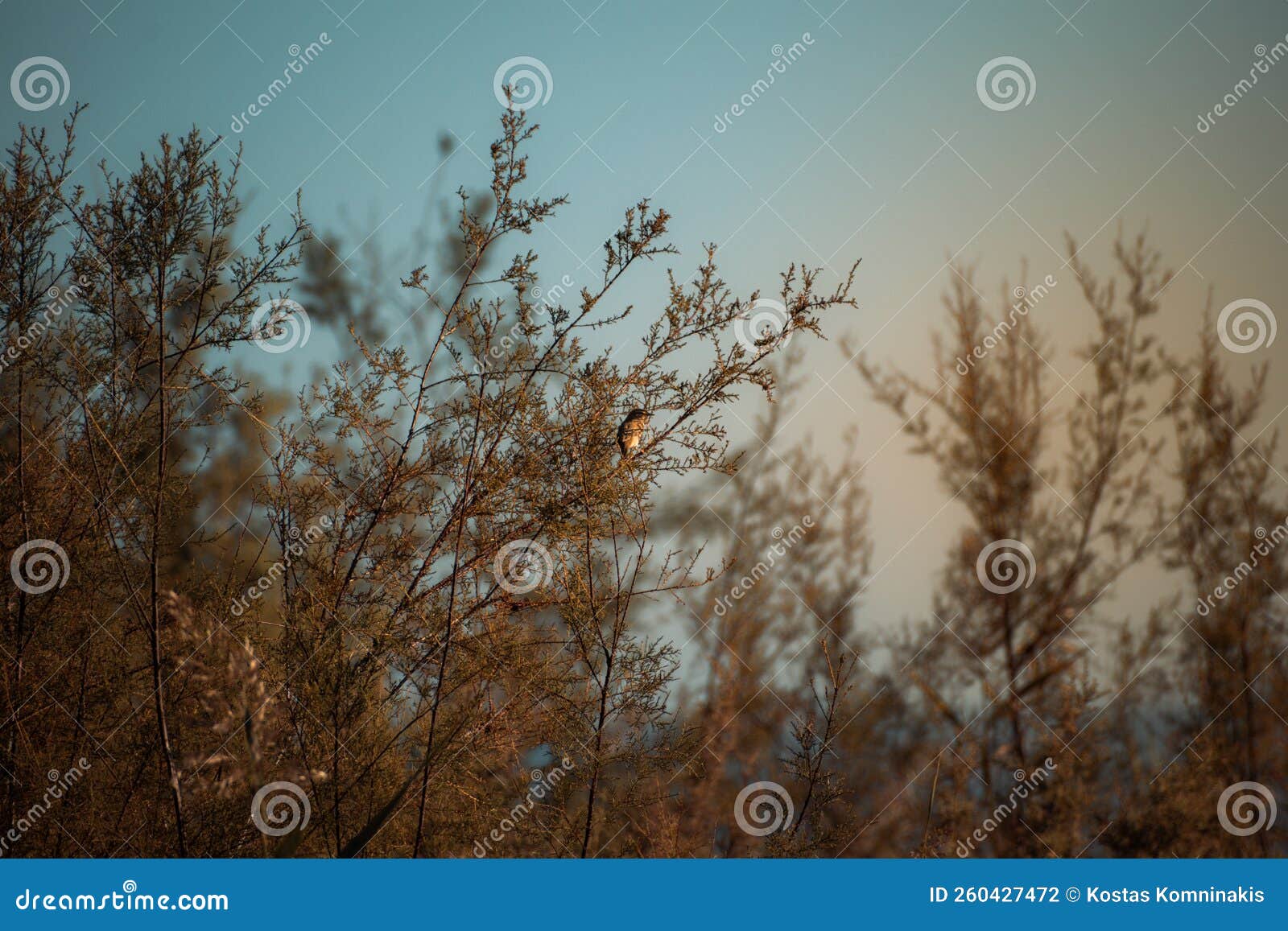 Bird on sunset stock photo. Image of twig, tree, bird - 260427472