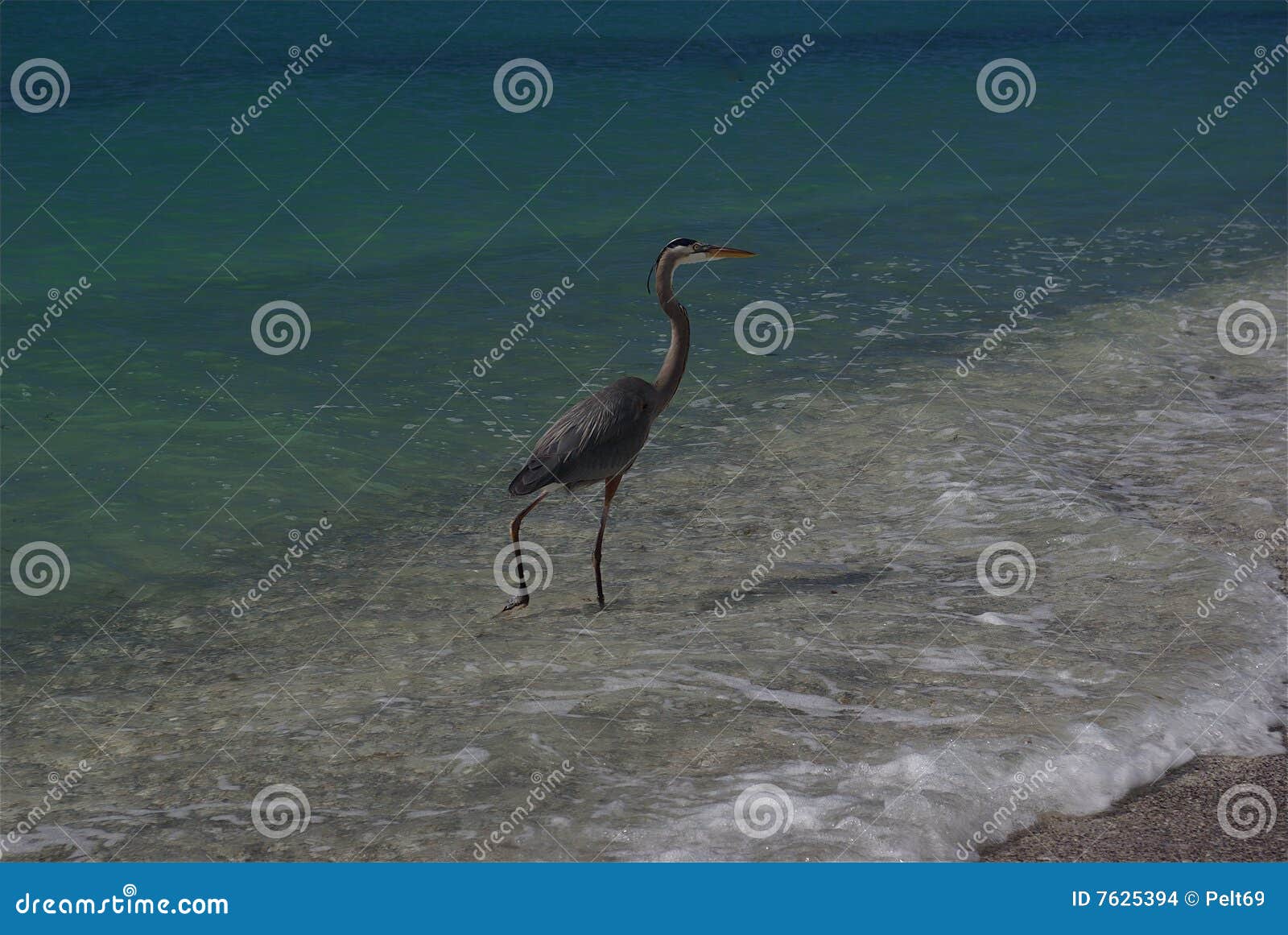Bird in surf on beach stock photo. Image of surging, coastline - 7625394