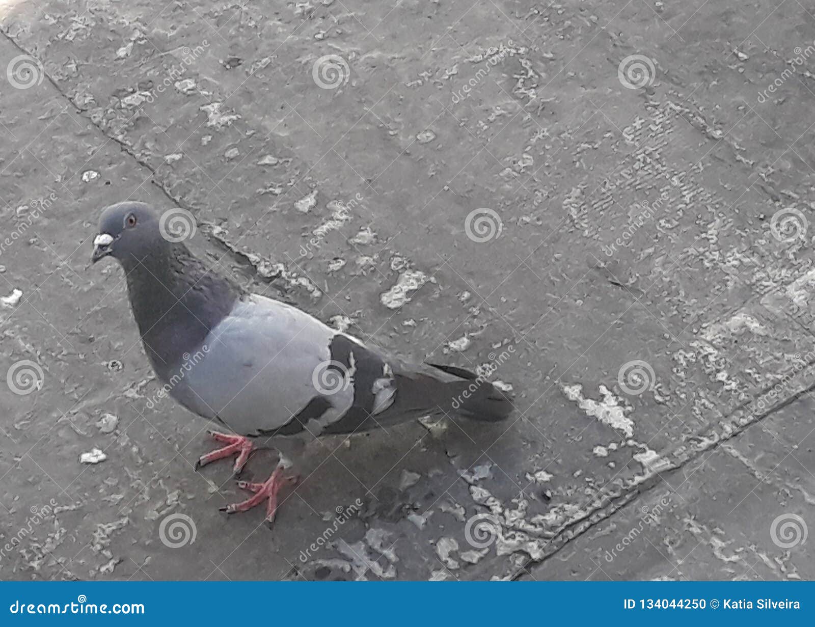 Peace dove stock photo. Image of eyes, bird, suspicious - 134044250