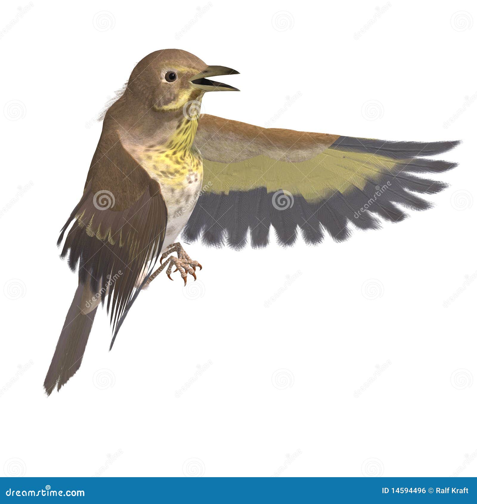 Bird Swainson S Thrush. 3D Rendering with Stock Illustration ...